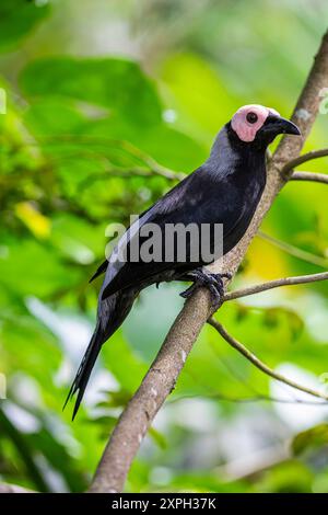 Coleto starling, Sarcops calvus, black bird in the forest habitat ...
