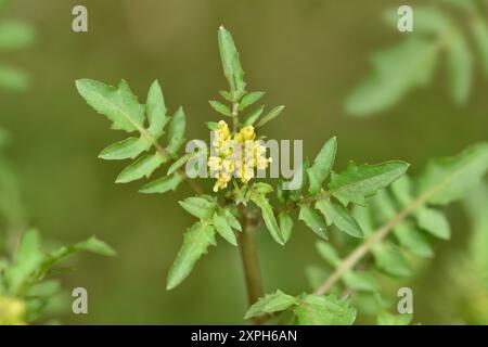 Northern Yellow-cress, Rorippa islandica, in flower on edge of alpine ...