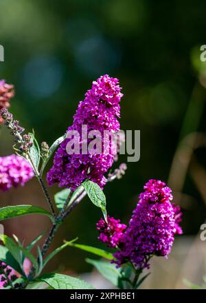 Buddleia bush ( Buddleia davidii ) also known as the butterfly bush in ...