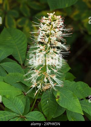Panicle of the hardy dwarf horse chestnut or bottlebrush buckeye shrub ...