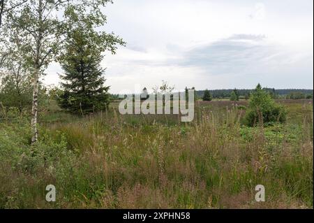 Hautes Fagnes Belgique Belgie Belgium 31st July 2024 Hautes fagnes ...
