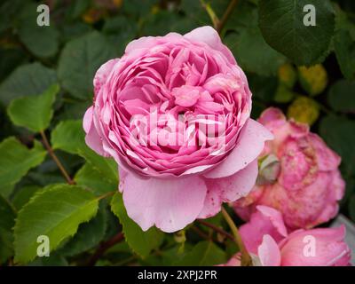 Rosa Princess Alexandra of Kent Stock Photo - Alamy