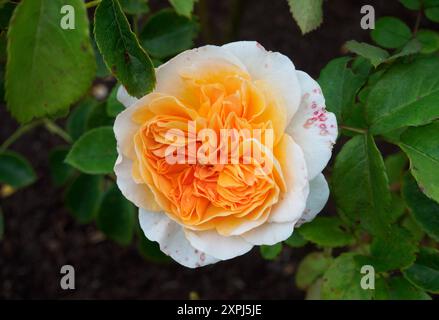 Rosa ‘Port Sunlight’ (English rose) rose Port Sunlight – white outer ...