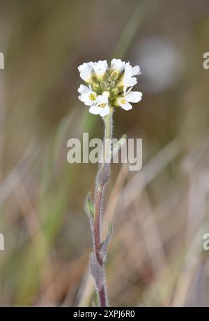 Hoary Whitlowgrass, draba incana Stock Photo - Alamy