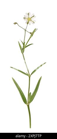 Lesser stitchwort (Stellaria graminea), UK Stock Photo - Alamy