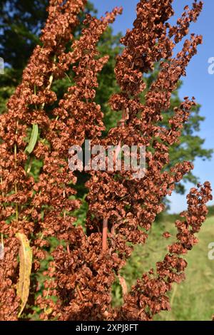 Greek Dock (Rumex cristatus Stock Photo - Alamy