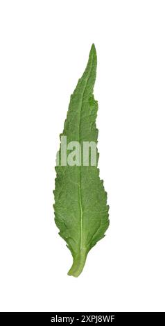 Giant Bellflower (Campanula latifolia Stock Photo - Alamy