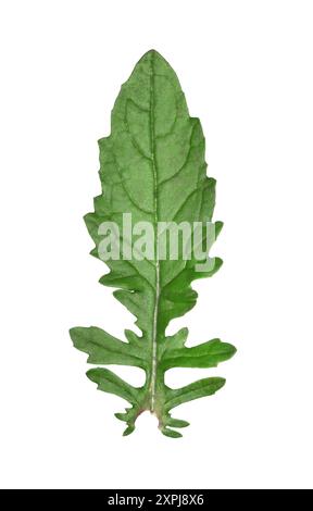 Marsh Ragwort - Senecio palustris Stock Photo - Alamy