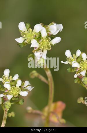 Cochlearia pyrenaica, Pyrenean scurvygrass Stock Photo - Alamy