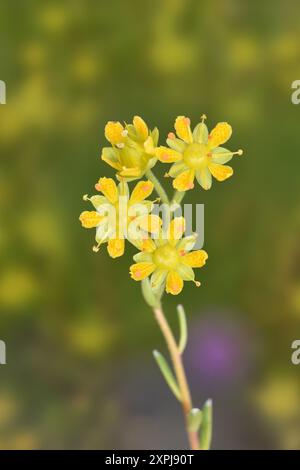 Yellow Saxifrage (Saxifraga aizoides Stock Photo - Alamy