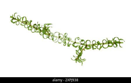 Nuttall's Waterweed (Elodea nuttallii Stock Photo - Alamy