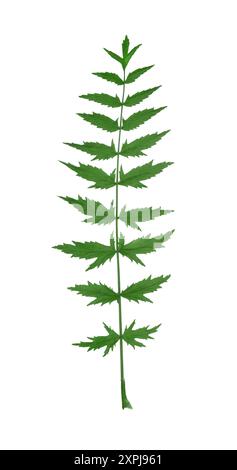 LESSER WATER-PARSNIP Berula erecta (Apiaceae Stock Photo - Alamy