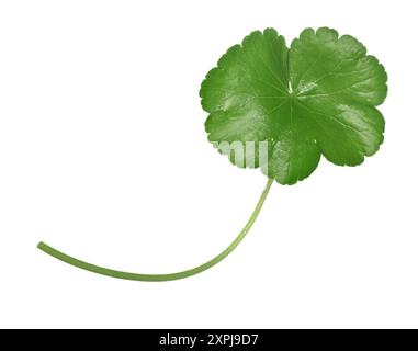 Flower of floating pennywort Hydrocotyle ranunculoides an invasive ...