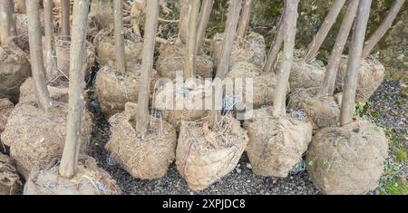 Tree roots covered with earth ball. Root ball protected with a natural ...