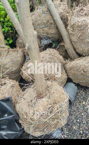 Tree roots covered with earth ball. Root ball protected with a natural ...