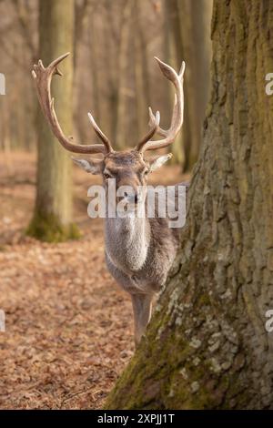 fallow deer behind tree in forest Stock Photo - Alamy