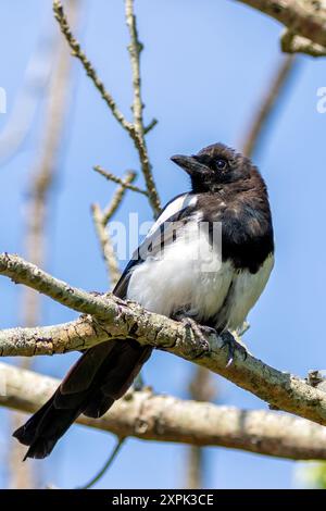 European magpie (Pica pica). This bird is found throughout Europe, Asia ...
