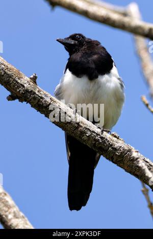European magpie (Pica pica). This bird is found throughout Europe, Asia ...
