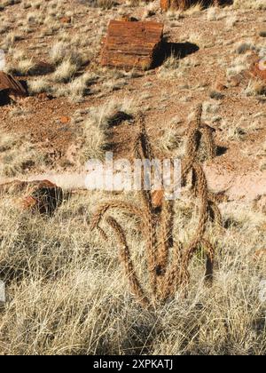 Petrified Forest National Park Stock Photo - Alamy