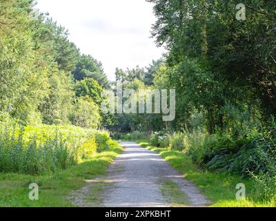 Path through Wheldrake Woods, North Yorkshire, England Stock Photo - Alamy