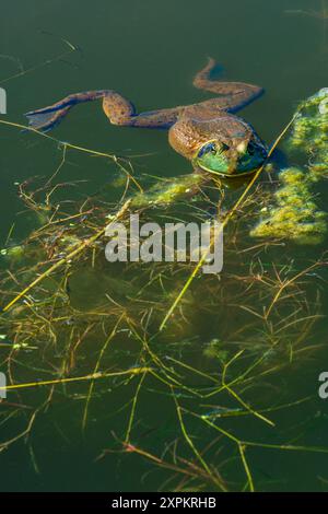 American bullfrog floating in a small pond among vegetation in the ...