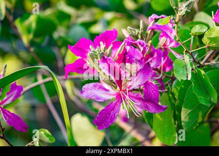 Bauhinia variegate Kachnar flower Debkanchan ful Orchid tree Stock ...