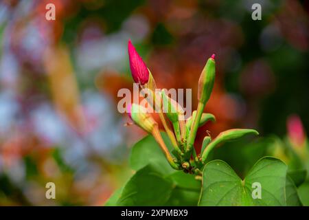 Bauhinia variegate Kachnar flower Debkanchan ful Orchid tree Stock ...