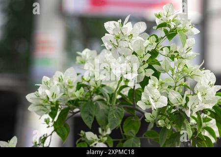 Bougainvillea Bagan Bilash Flower Bougainvillea spectabilis Stock Photo ...