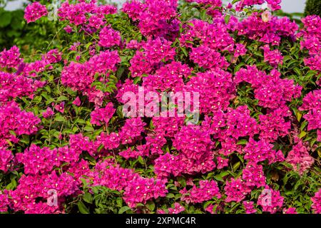 Bougainvillea Bagan Bilash Flower Bougainvillea spectabilis Stock Photo ...