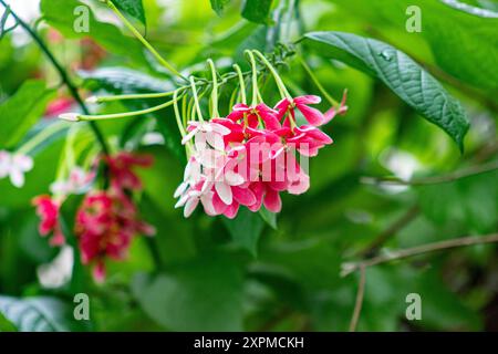 Clustered hiptage Helicopter Flower Hiptage Madhavi latha Madhavi Lata ...