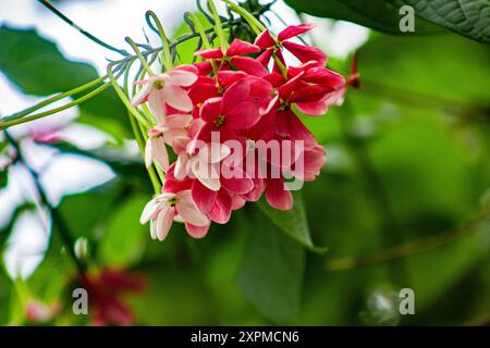 Clustered hiptage Helicopter Flower Hiptage Madhavi latha Madhavi Lata ...