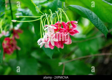 Clustered hiptage Helicopter Flower Hiptage Madhavi latha Madhavi Lata ...