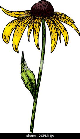 garden black eyed susan sketch hand drawn vector Stock Vector Image ...