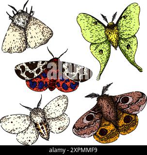 lepidoptera night moth sketch hand drawn vector Stock Vector Image ...