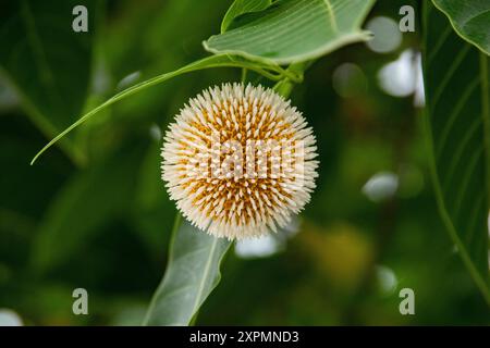 Neolamarckia cadamba burflower-tree laran Leichhardt pine kodom ful ...