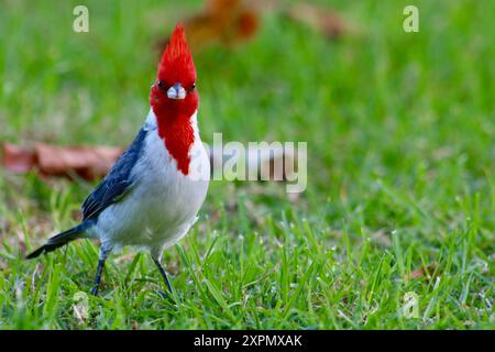 Red Crested Cardinal-Oahu, Hawaii Stock Photo - Alamy