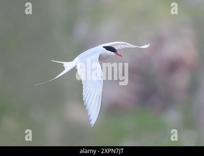Arctic Tern in flight, The Blade, Ronas Voe, Shetland Stock Photo - Alamy