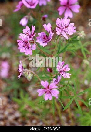 Geranium linearilobum subsp. transversale, syn. Geranium transversale ...