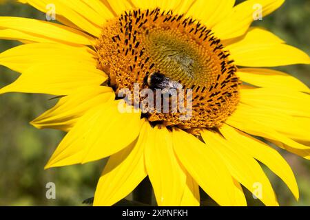Marwood, Devon, UK. 06 AUG 2024. Summer is on its way with the amazing ...