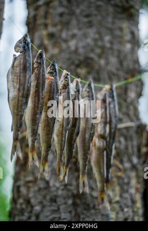 Dead fish hanging on branch Stock Photo - Alamy