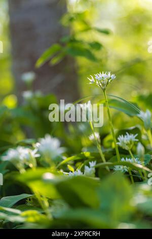 Still Life with Garlic, Germany Stock Photo - Alamy