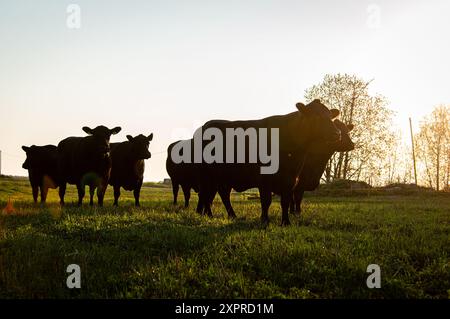Black angus cows in summer evening sunlight Stock Photo - Alamy