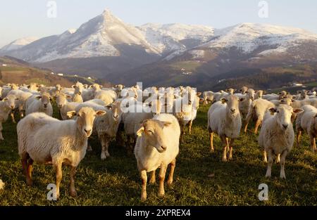 Sheep, Monte Txindoki, Sierra de Aralar, Zaldibia, Guipúzcoa, Spain ...