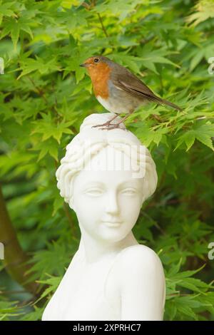 Robin standing on the head of of a white statue of a beautiful woman ...