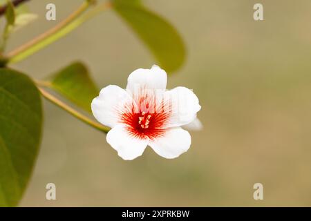 tung oil tree (Vernicia fordii Stock Photo - Alamy