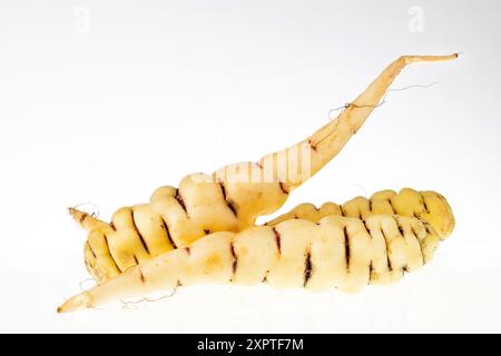 Tropaeolum tuberosum - Colombian organic cubios. Tubers on white ...
