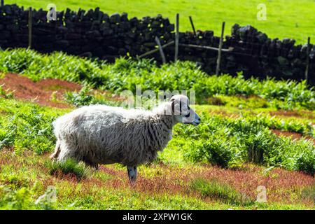 Sheeps in North York Moors National Park, Yorkshire, England Stock ...
