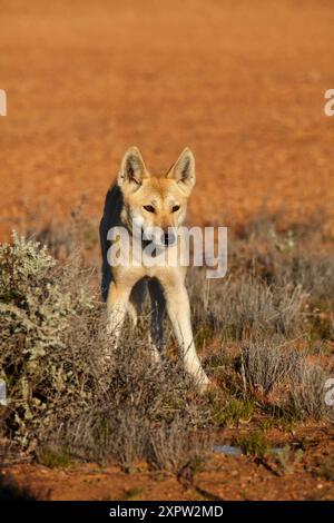 Dingo (Canis lupus dingo), French Line, Simpson Desert, South Australia ...