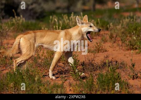 Dingo (Canis lupus dingo), French Line, Simpson Desert, South Australia ...