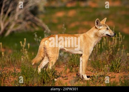 Dingo (Canis lupus dingo), French Line, Simpson Desert, South Australia ...